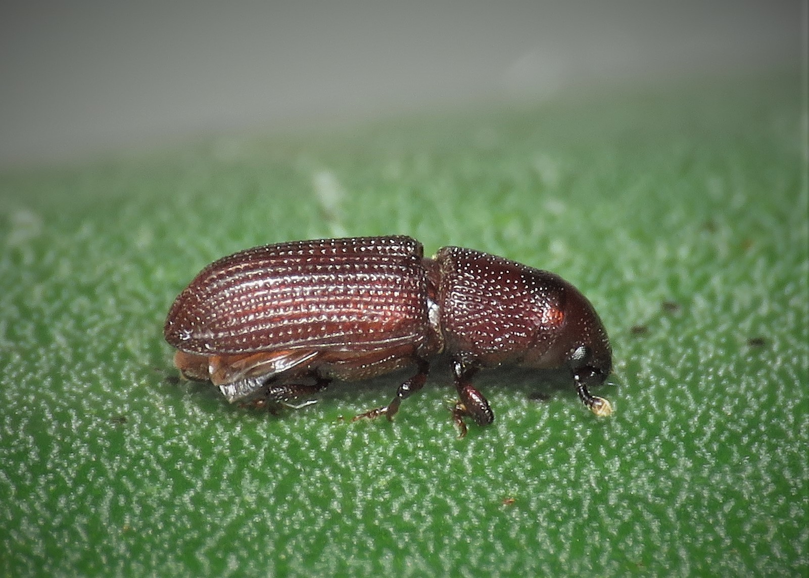 Rhyncolus elongatus Schoenherr, 1838