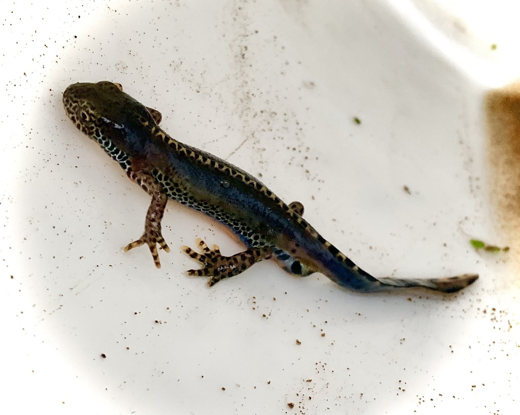 Italian Alpine Newt from Cleveland Ave, Hampton, England, GB on ...