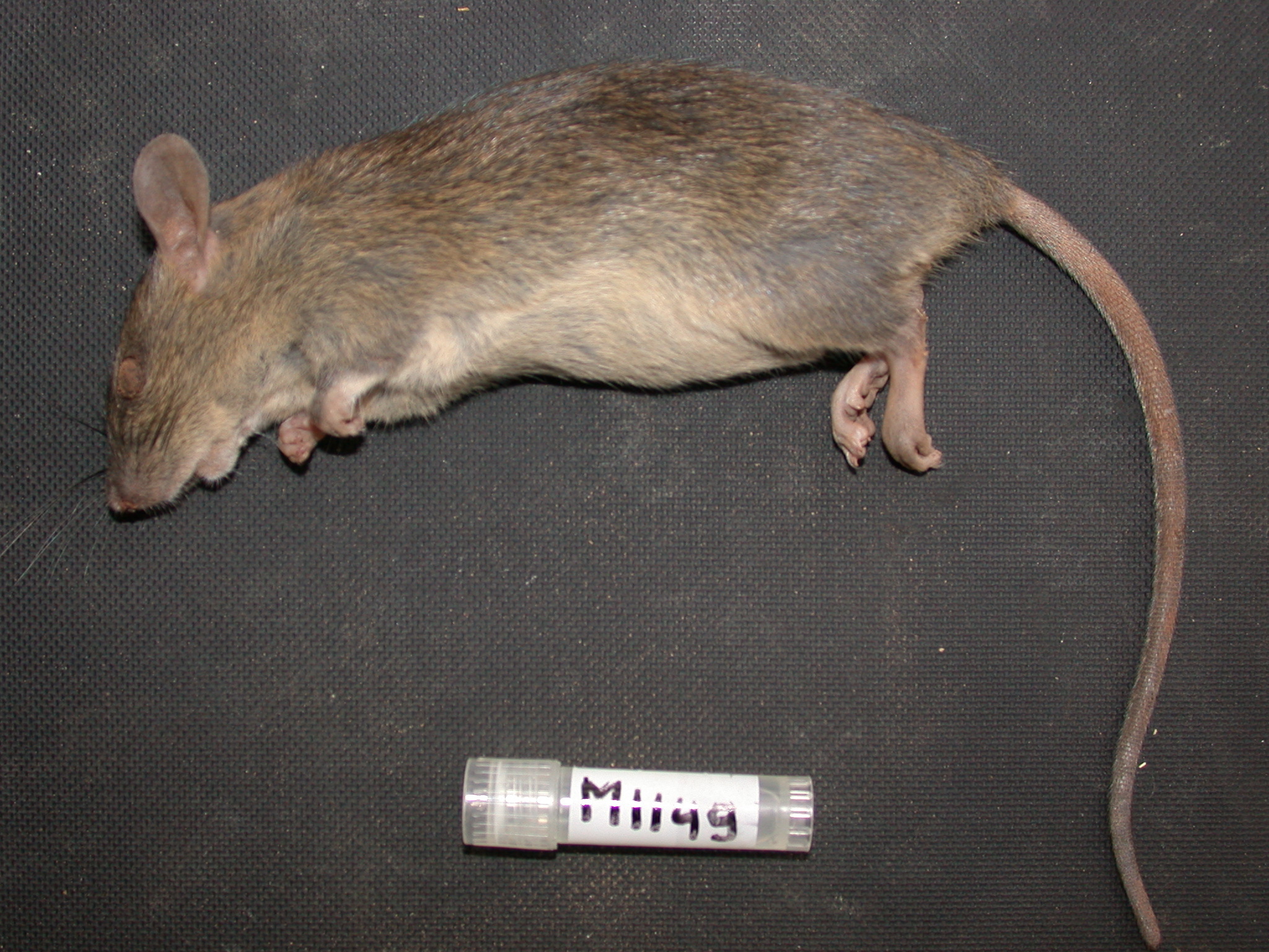 Rattus exulans (Peale, 1848)