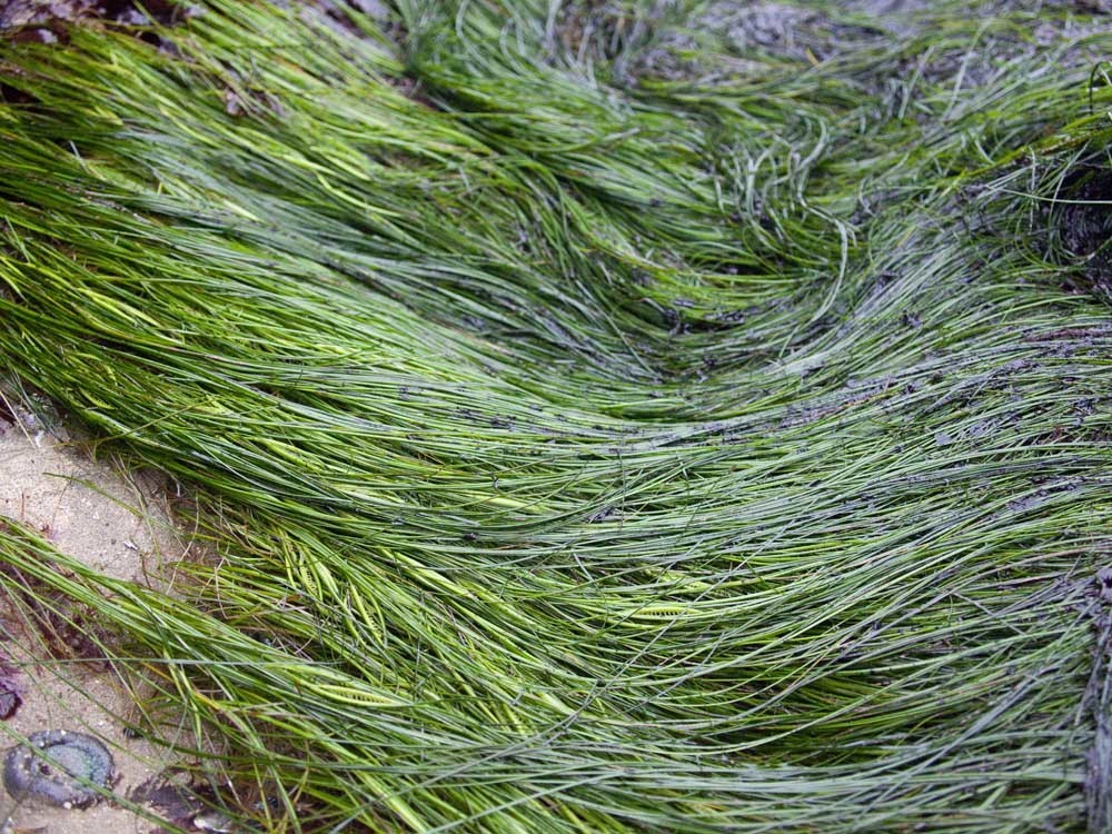 Torrey's Surfgrass (Marine Botany of Washington) · iNaturalist