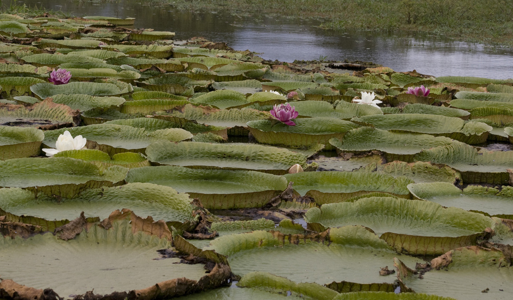 Victoria cruziana (Flora Singapore List U-Z) · iNaturalist
