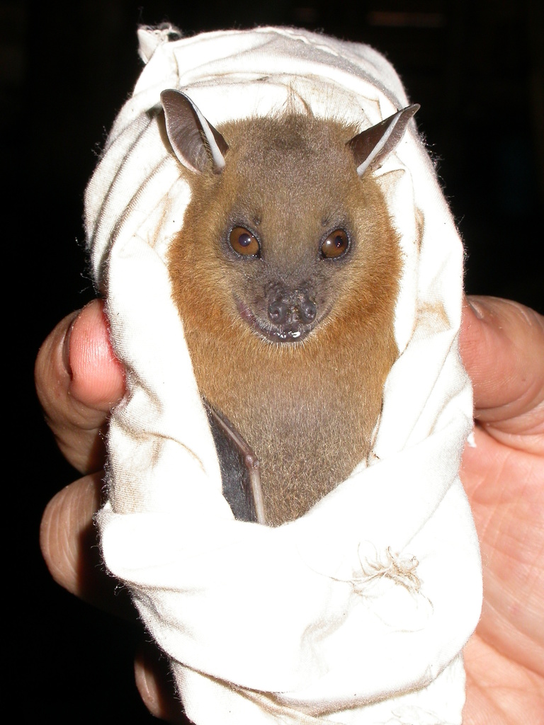 Greater Short-nosed Fruit Bat from Phongsaly Province, Laos on March 24 ...