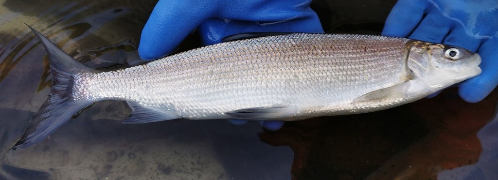 Common Whitefish (Coregonus lavaretus) - Marine Life Identification