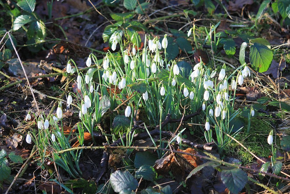 common snowdrop from Saltwells NNR, Brierley Hill, UK on 06 February ...