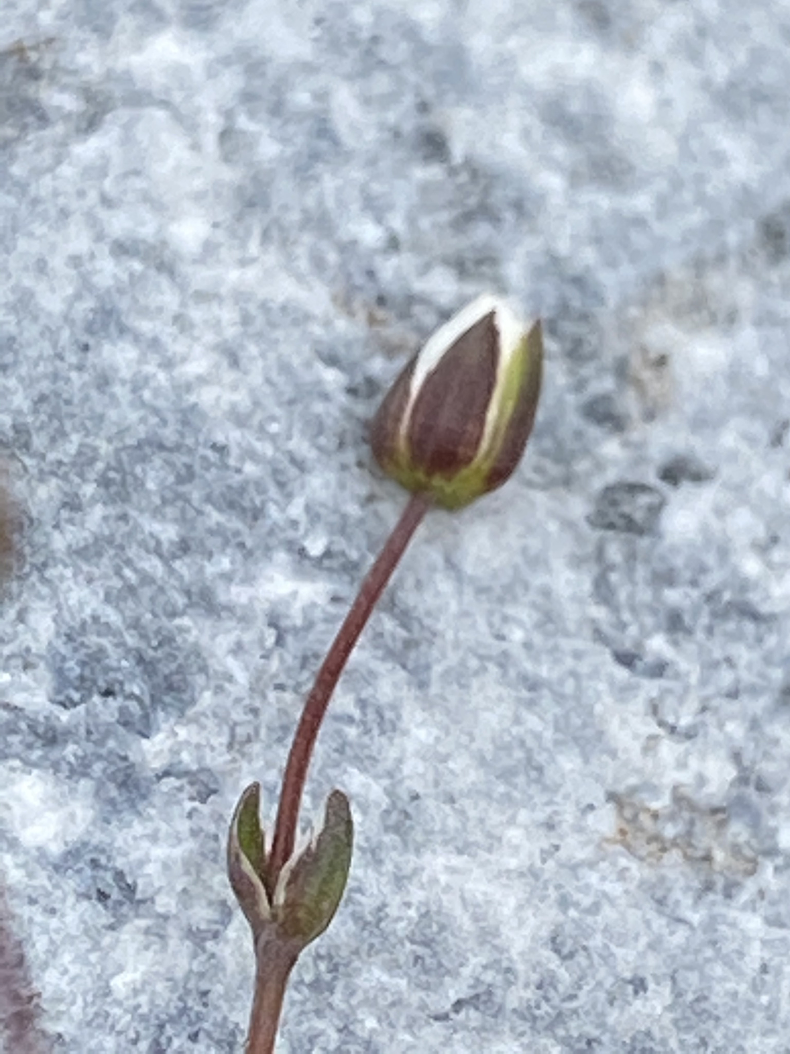 Sabulina stricta (Sw.) Rchb.