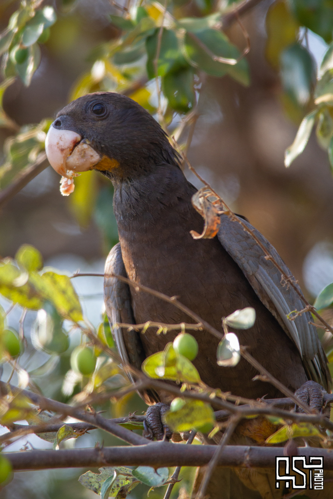 Old World Parrots (Psittaculidae) - Avian Discovery