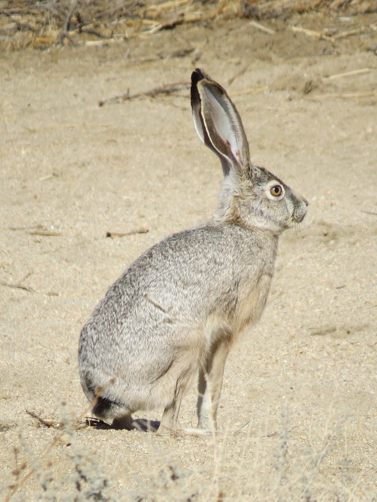 Black-tailed Jackrabbit from Los Angeles County, US-CA, US on February ...