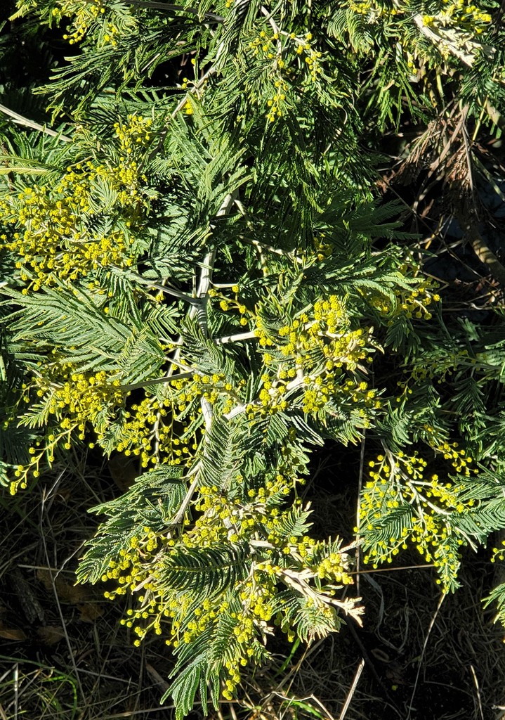 Silver wattle from Monterey County, CA, USA on February 4, 2021 at 03: ...