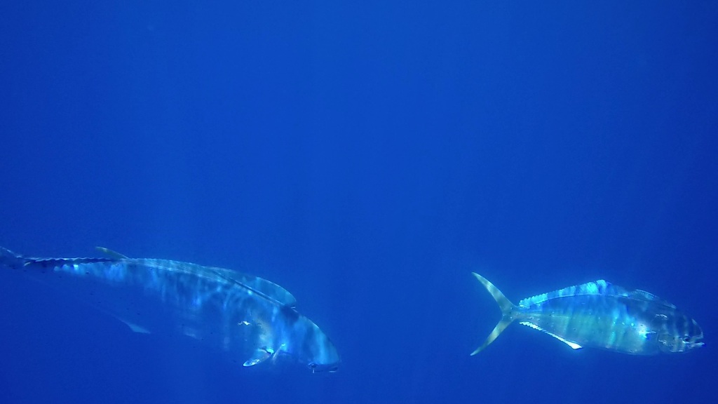 Pompano Dolphinfish (Coryphaena equiselis) - Marine Life Identification