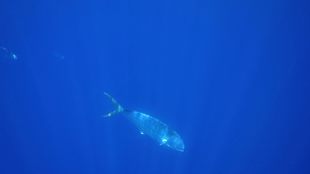 Pompano Dolphinfish (Coryphaena equiselis) - Marine Life Identification