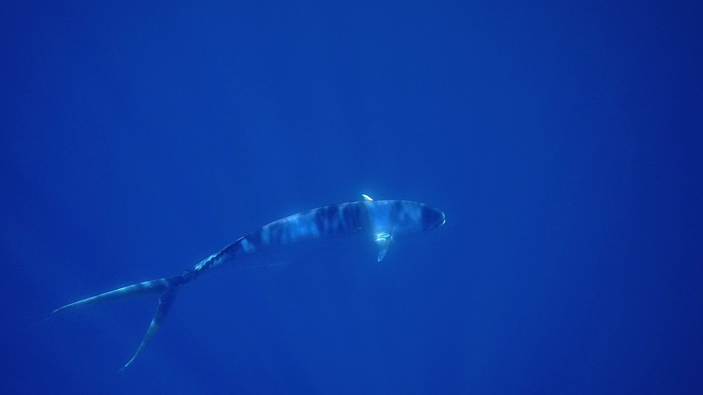 Pompano Dolphinfish (Coryphaena equiselis) - Marine Life Identification
