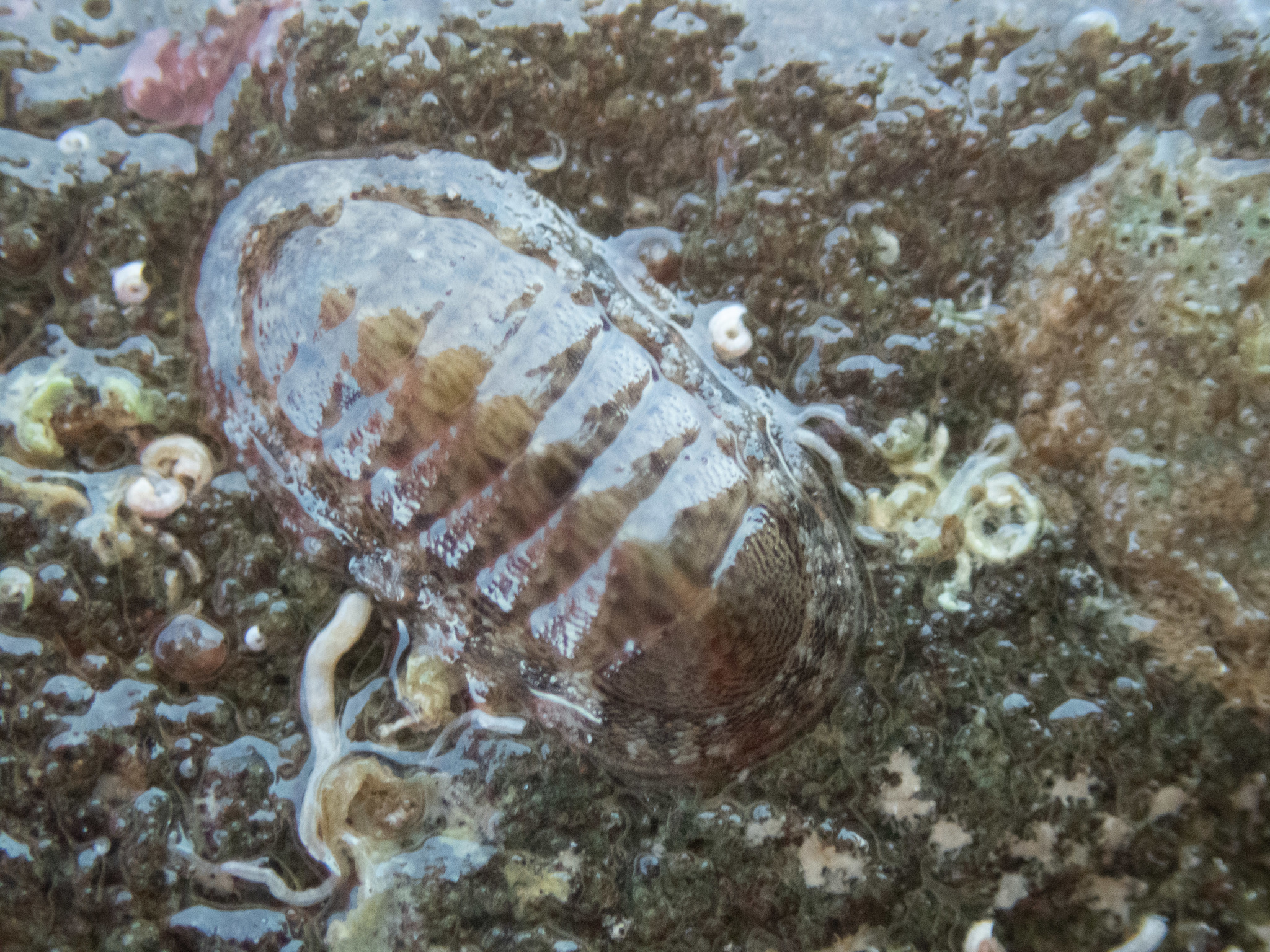 Ischnochiton dispar (G.B.Sowerby I, 1832)