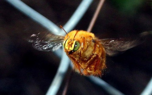 Valley Carpenter Bee (University of Arizona Pollinator Field Guide ...