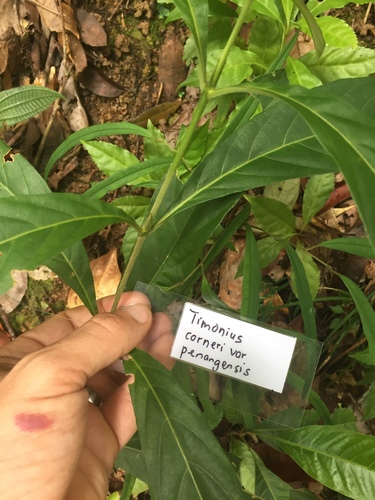 Timonius corneri · iNaturalist