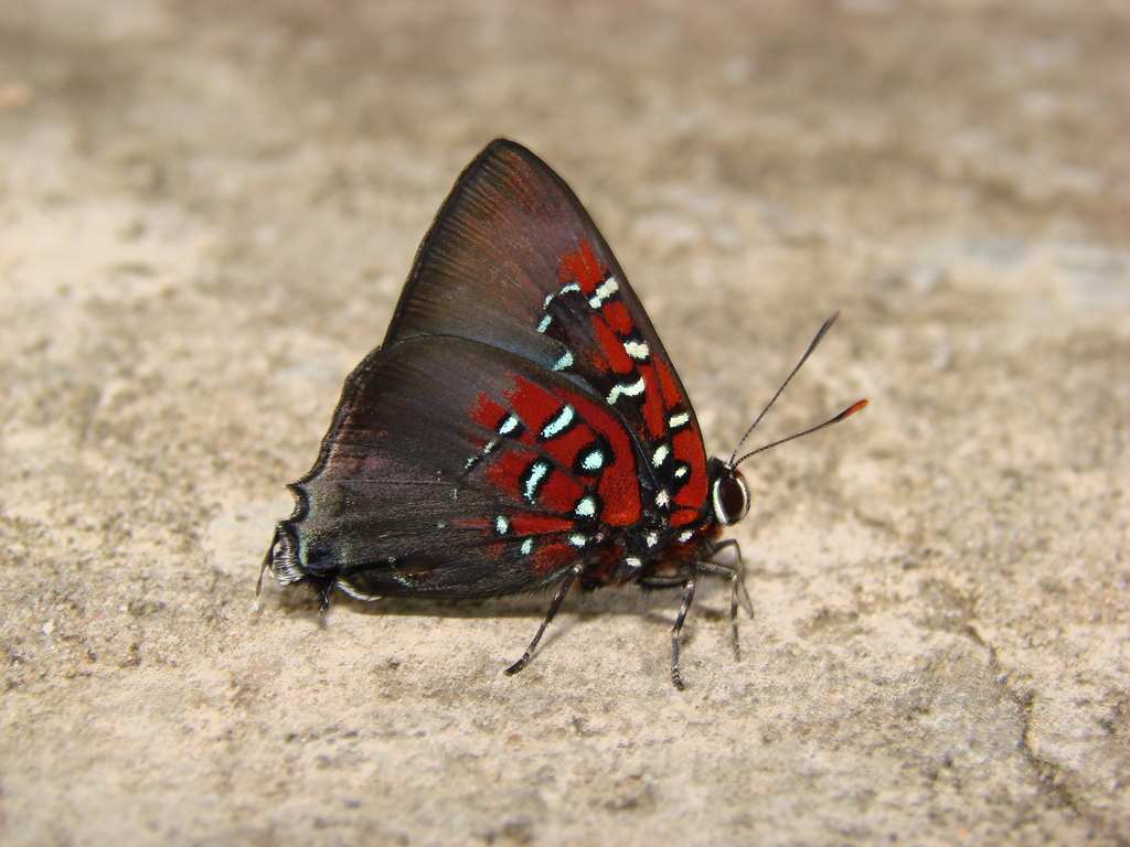 Brangas from Tunapuna/Piarco Regional Corporation, Trinidad and Tobago ...