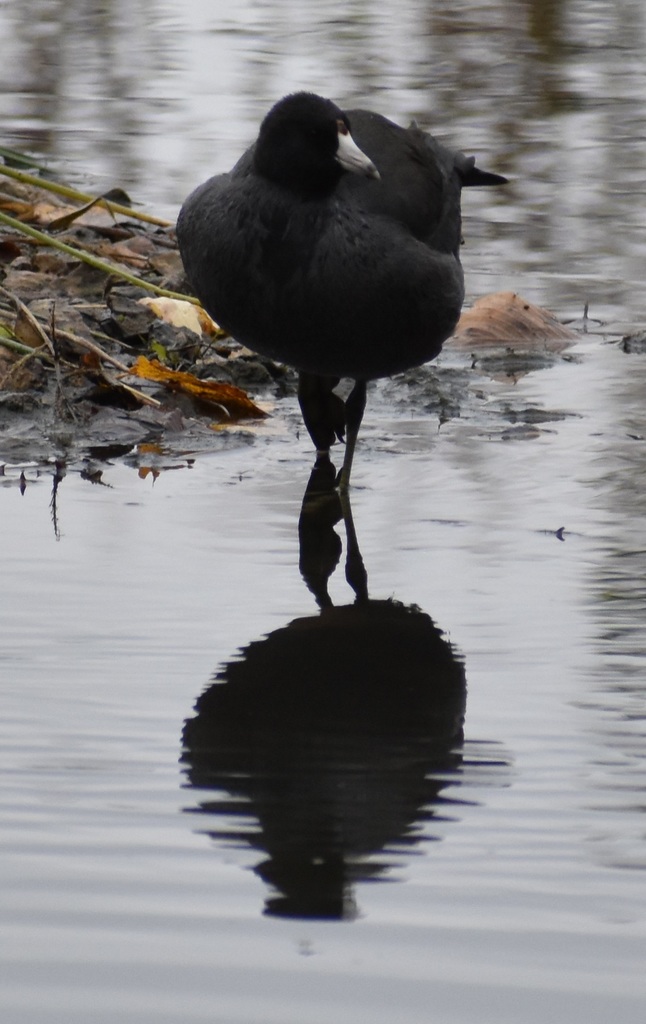 American Coot from Minnesota Valley National Wildlife Refuge ...