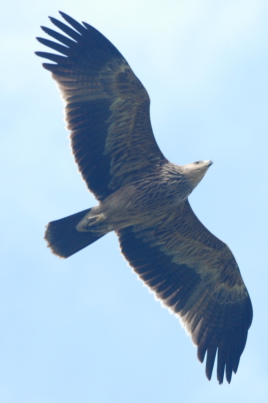 Eastern Imperial Eagle (Birds of Singapore) · iNaturalist