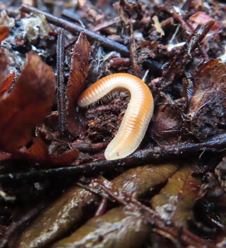 Tribe Buzoniini · iNaturalist