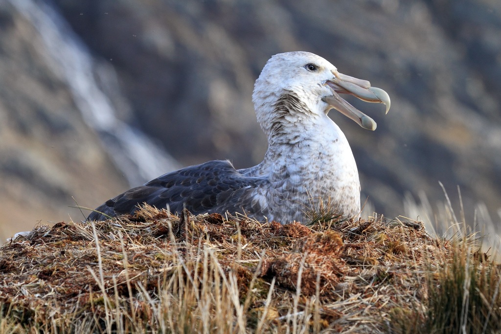 Southern Giant Petrel (Birds in new Zealand ) · iNaturalist
