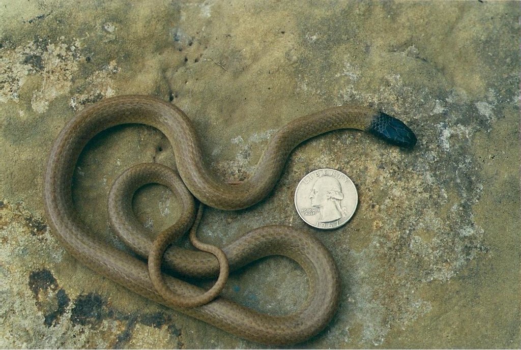 Big Bend Blackhead Snake in May 2009 by Michael Price. Found by R. Lane ...