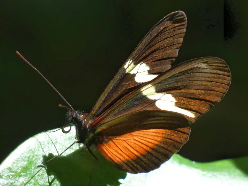 Clysonymus Longwing from Los Naranjos, Panama on February 6, 2021 at 02:33 PM by Kai Squires ...