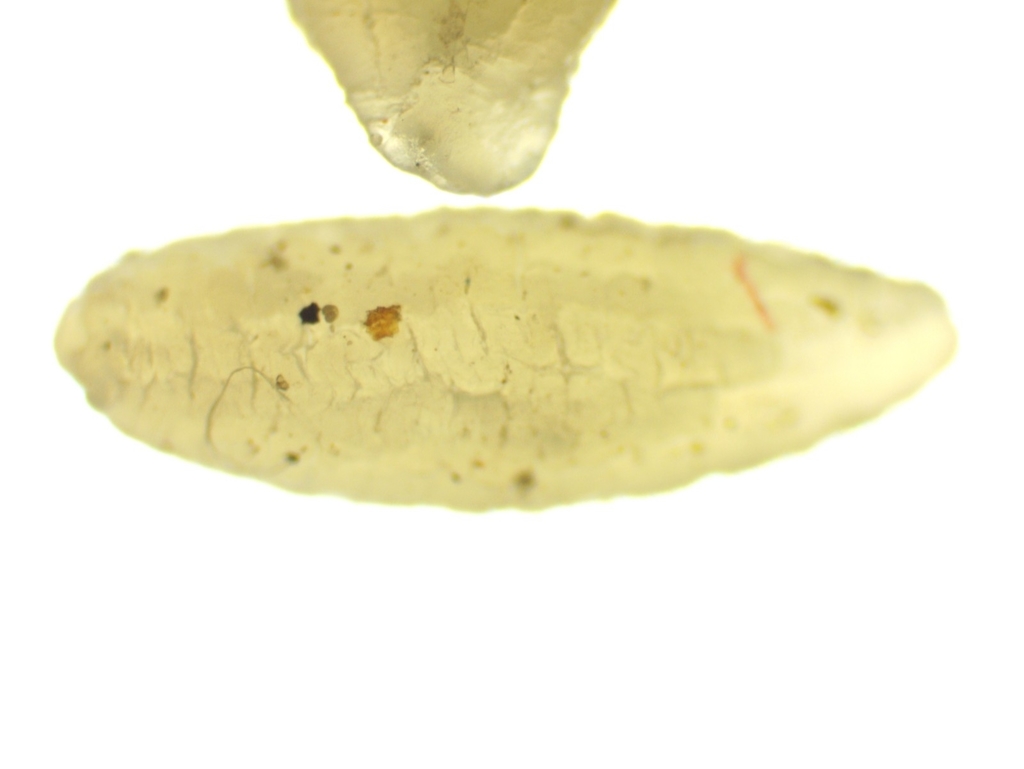 Flea tapeworm from Hamilton on February 6, 2021 at 09:36 AM by Nikolett ...