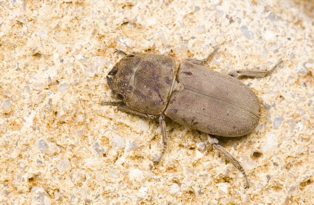 Foraminis perforatus (Mushiking of Indochinese Peninsula and South Asia ...