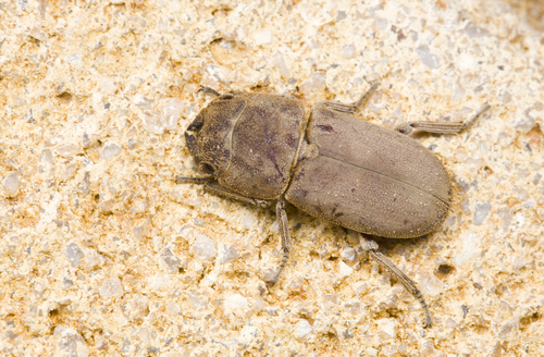 Subspecies Foraminis perforatus sabanus · iNaturalist
