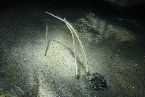 Ofiuro (Ophiopsila californica)