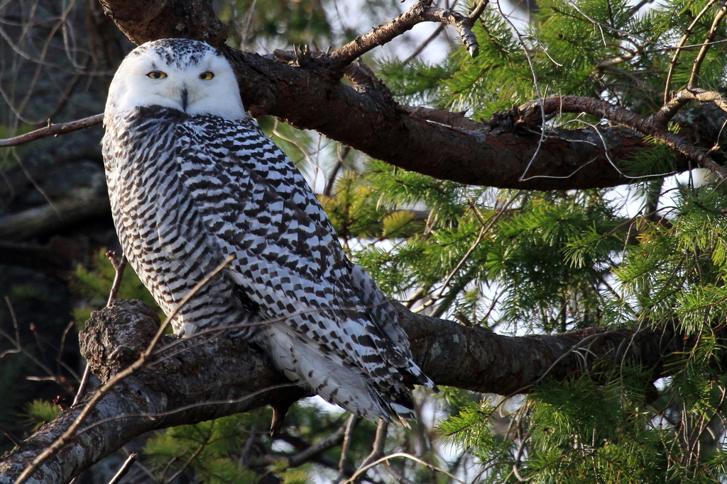 @owl-detector on Tumblr