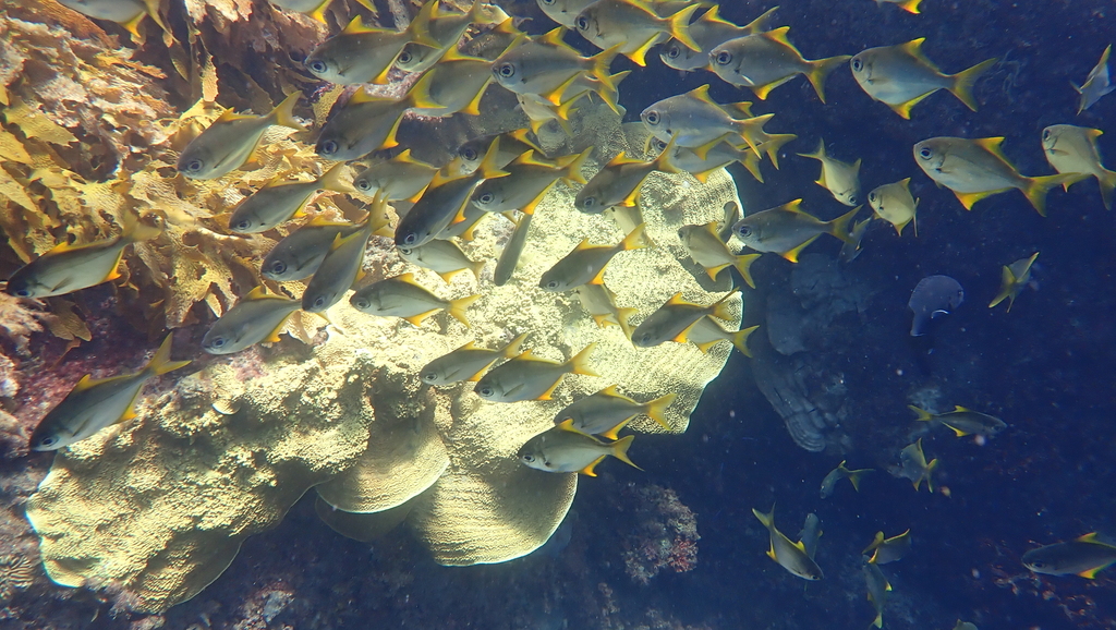 Western Pomfred from Rottnest Island WA 6161, Australia on March 3 ...