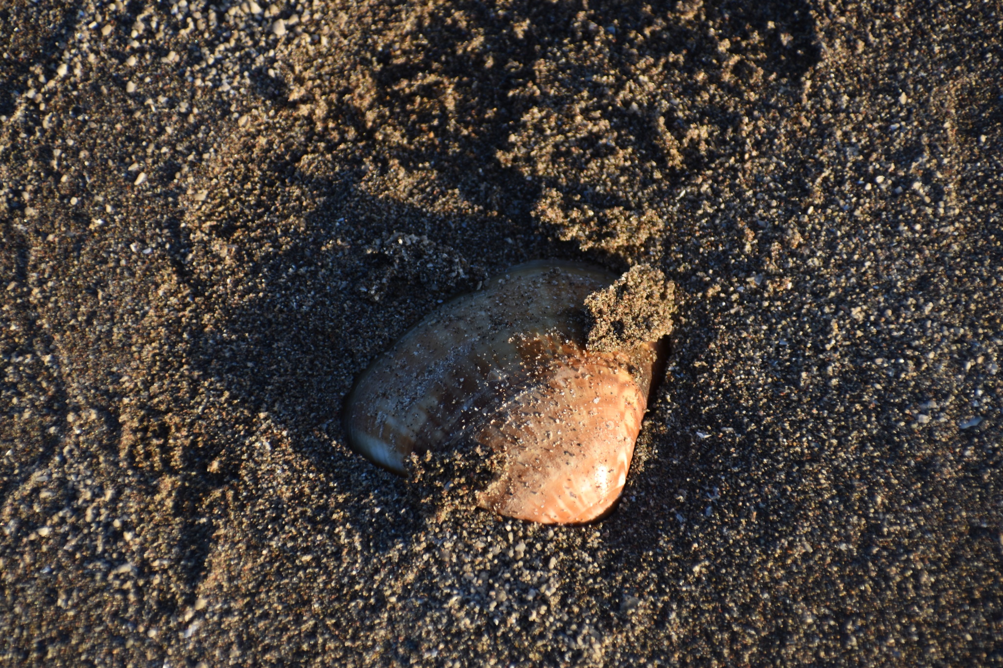 Tivela byronensis (Gray, 1838)