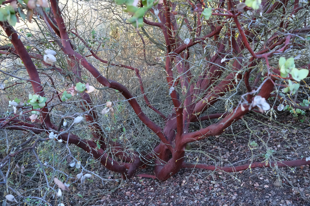 Gabilan Mountains manzanita (Arctostaphylos gabilanensis) - Botanical Realm