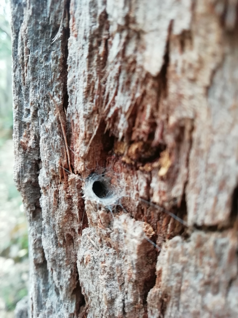 Tunnel Spiders from Mount Clarence WA 6330, Australia on February 6 ...