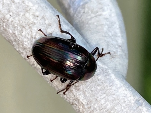 Amarygmus angustus · iNaturalist