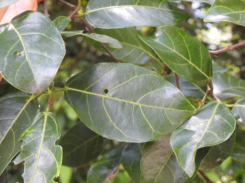 sandpaper fig (Ficus fraseri) · iNaturalist Australia