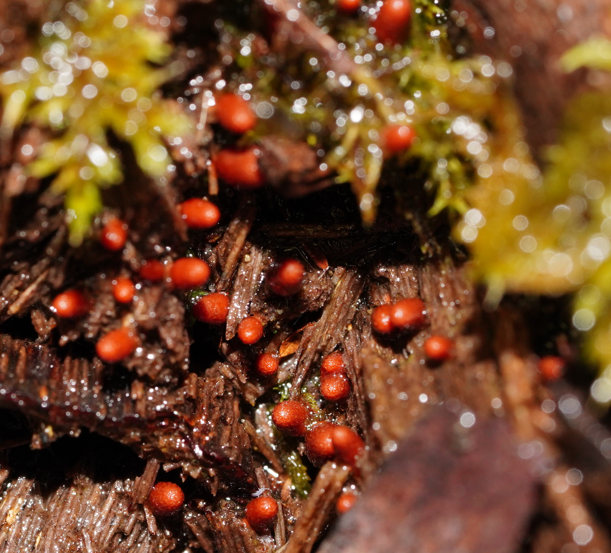 Lycogala conicum Pers., 1801