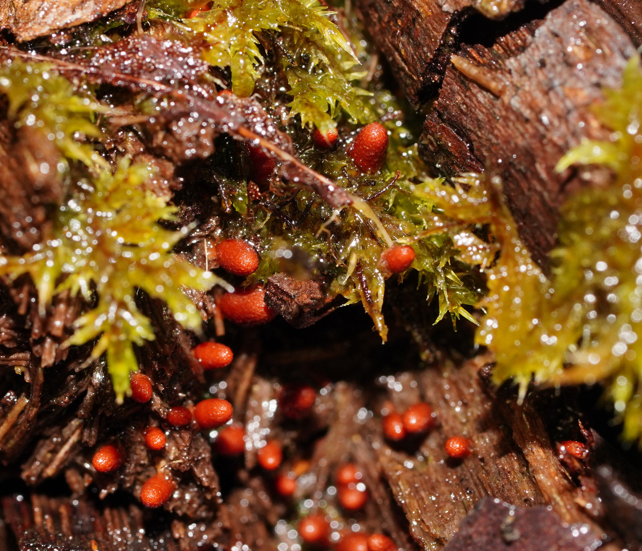 Lycogala conicum Pers., 1801