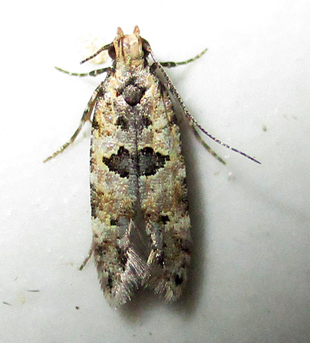 Deltophora typica · Naturalista Costa Rica