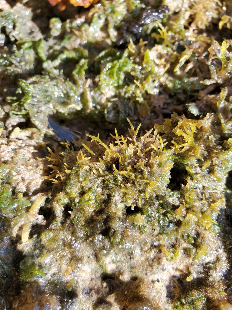 (Hypnea cervicornis) - Botanical Realm