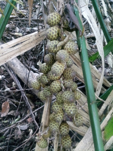 Calamus erectus · iNaturalist Mexico