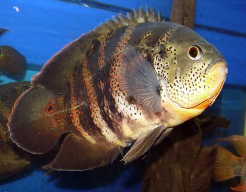 Astronotus crassipinnis · iNaturalist Mexico