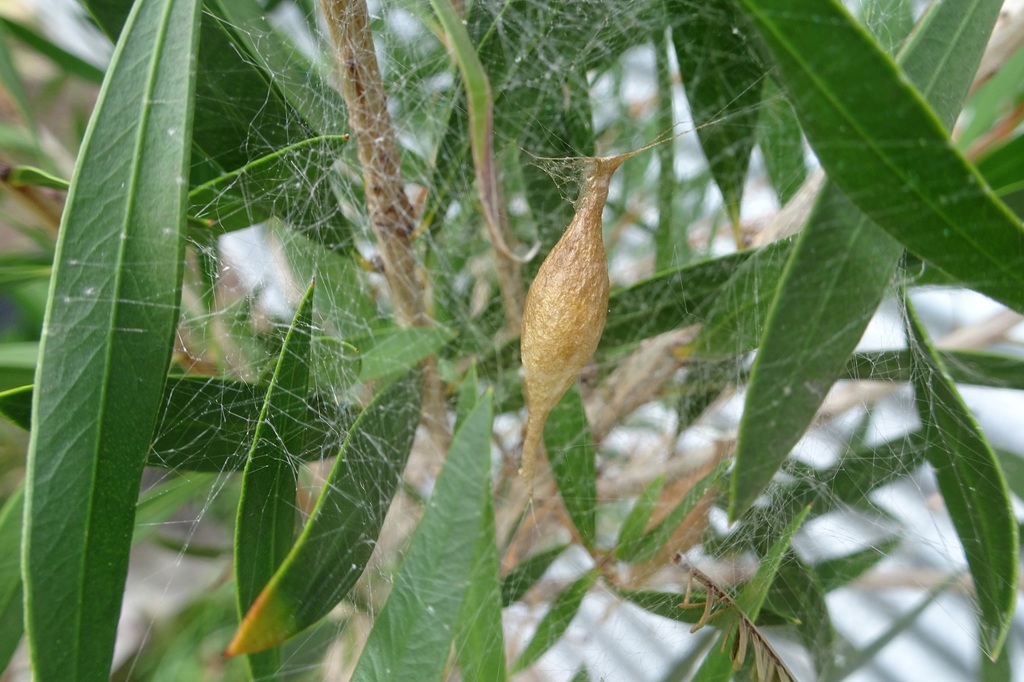 Two-spined spider from Heyfield VIC 3858, Australia on February 07 ...