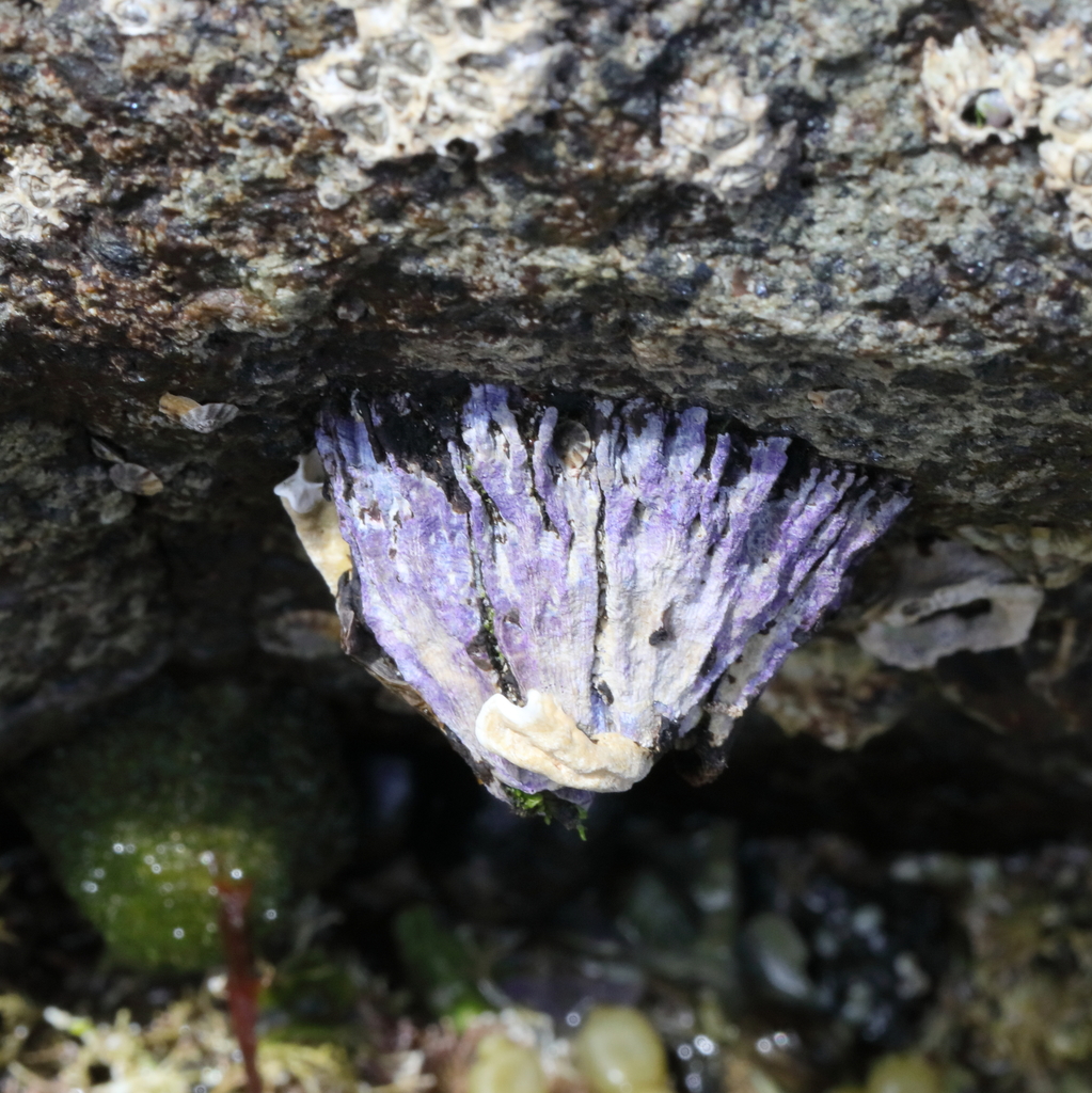 Austrobalanus imperator from Shoalhaven - Pt B, New South Wales ...