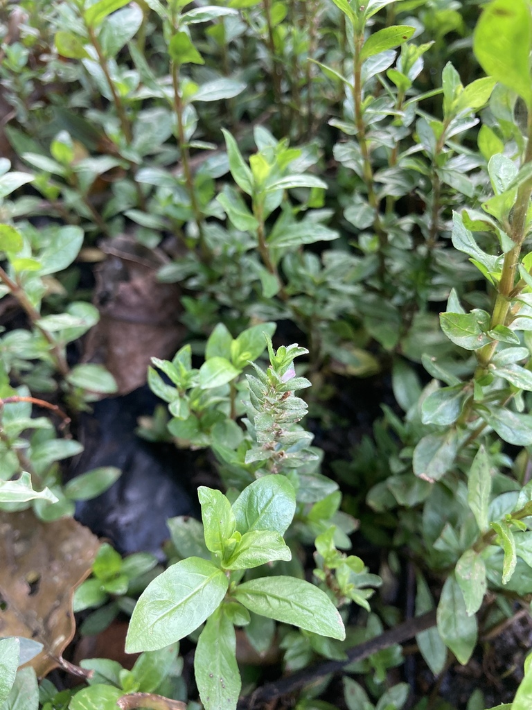Indian Swampweed in February 2021 by huanghuai · iNaturalist