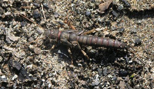 Pteronarcys reticulata · iNaturalist Ecuador