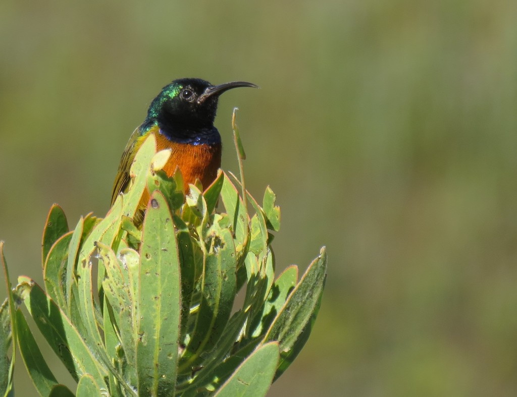 Orange-breasted Sunbird from Kleinmond, South Africa on February 06 ...
