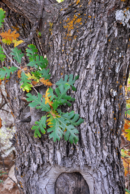 Gambel oak (Plants of Jackson Lake State Park) · iNaturalist