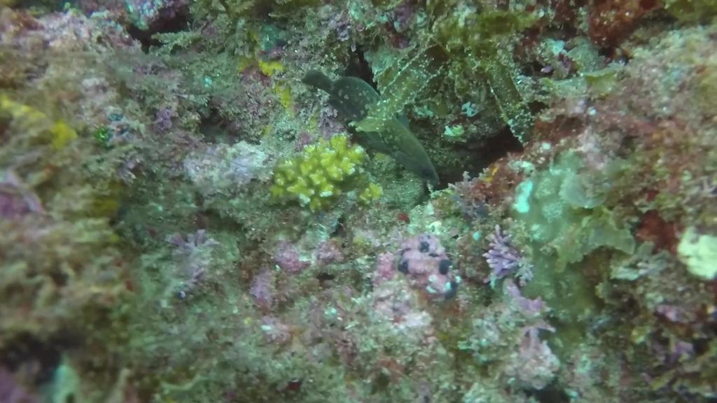 Mottled Soapfish from El Bajo de los Meros dive site on April 24, 2018 ...