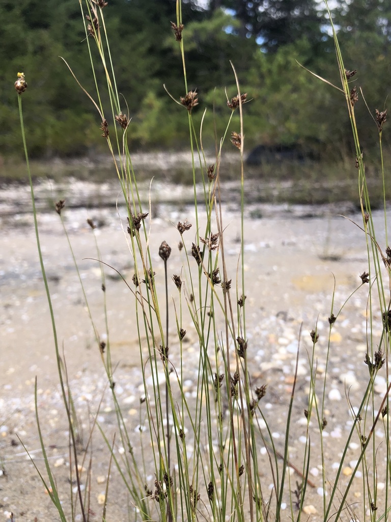 Knieskern's Beaked-rush in September 2019 by Yianni Laskaris. Federally ...